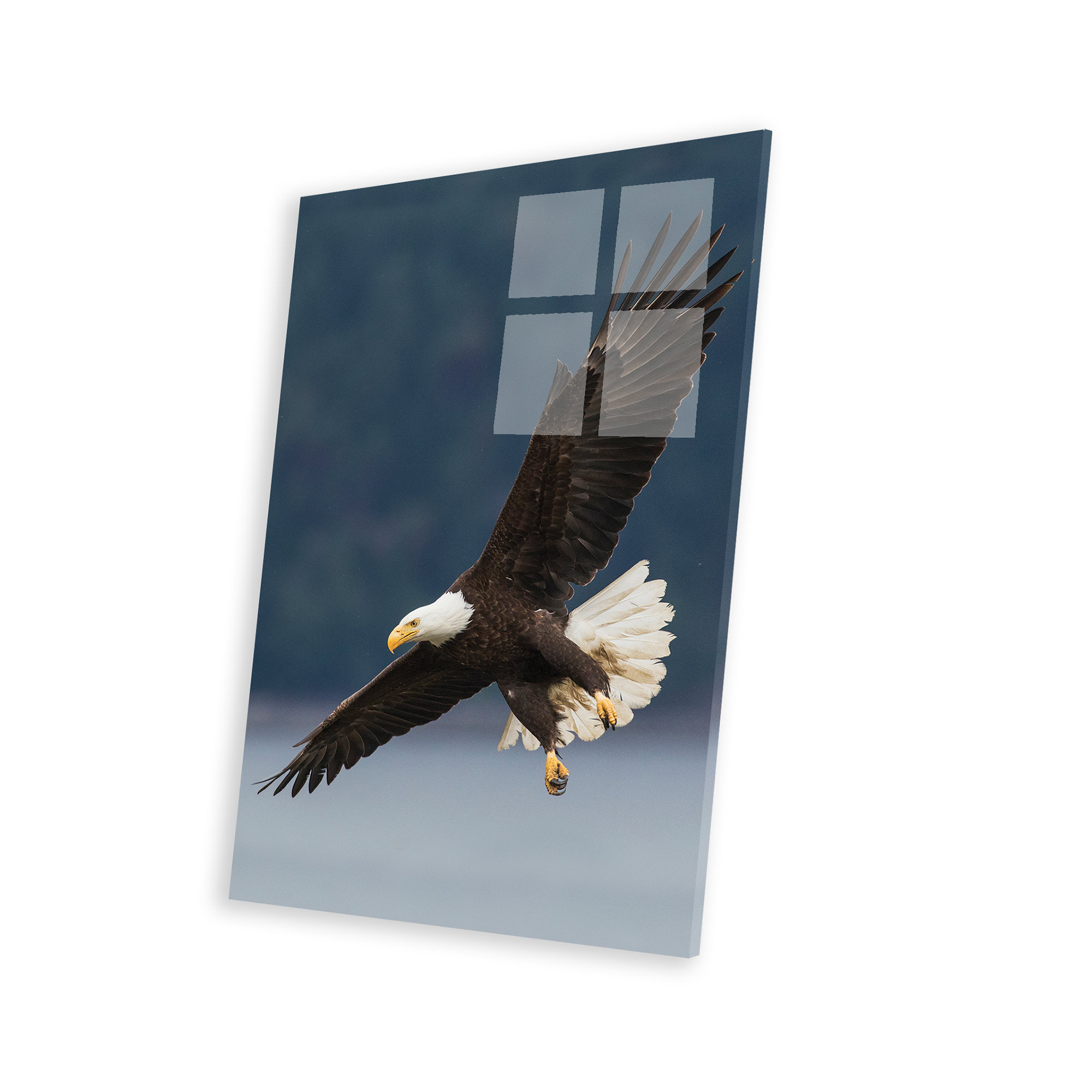 Millwood Pines Bald Eagle II Print On Acrylic Glass - Wayfair Canada